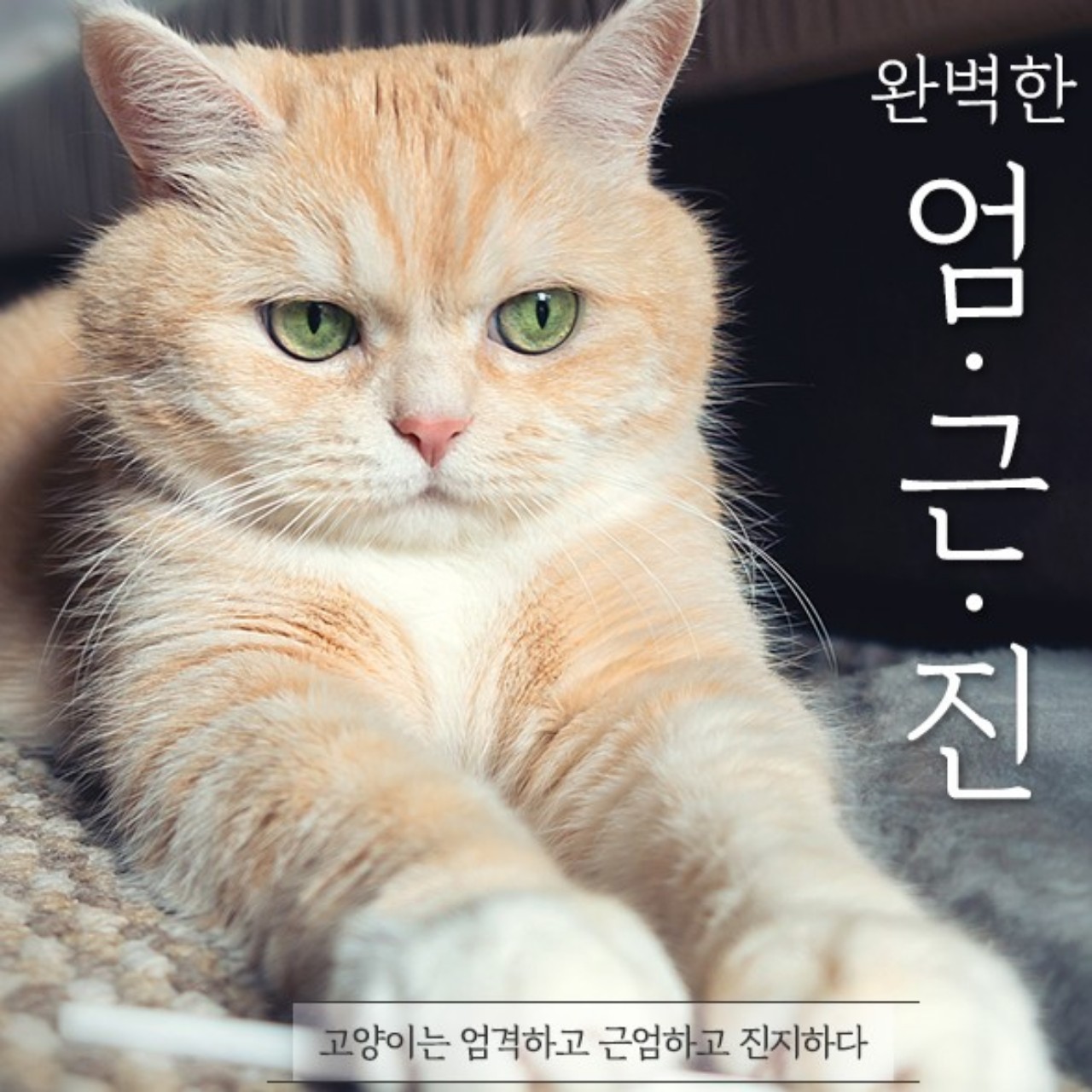 스푼 | DJ JW님의 채널