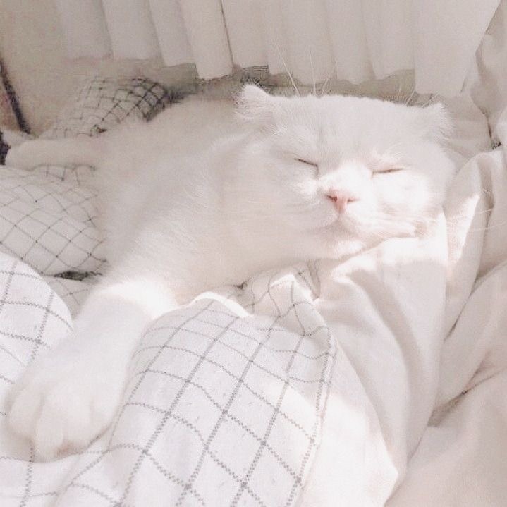 스푼 | DJ 𝒟𝒶𝒾𝓈𝓎 님의 프로필