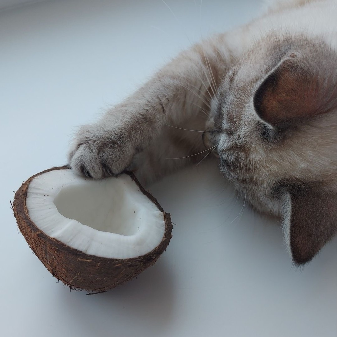 스푼 | DJ 𝑐𝑜𝑐𝑜𝑛𝑢𝑡님의 채널